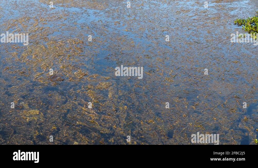 Algae bloom lake Stock Videos & Footage - HD and 4K Video Clips - Alamy