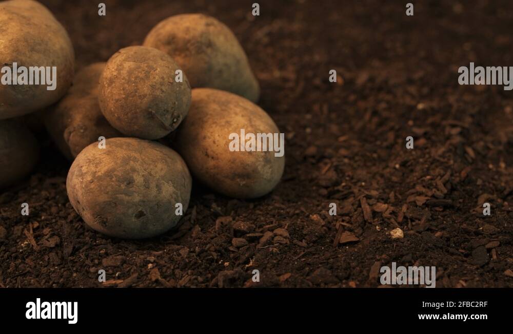 Vegetable tuber potato Stock Videos & Footage - HD and 4K Video Clips ...