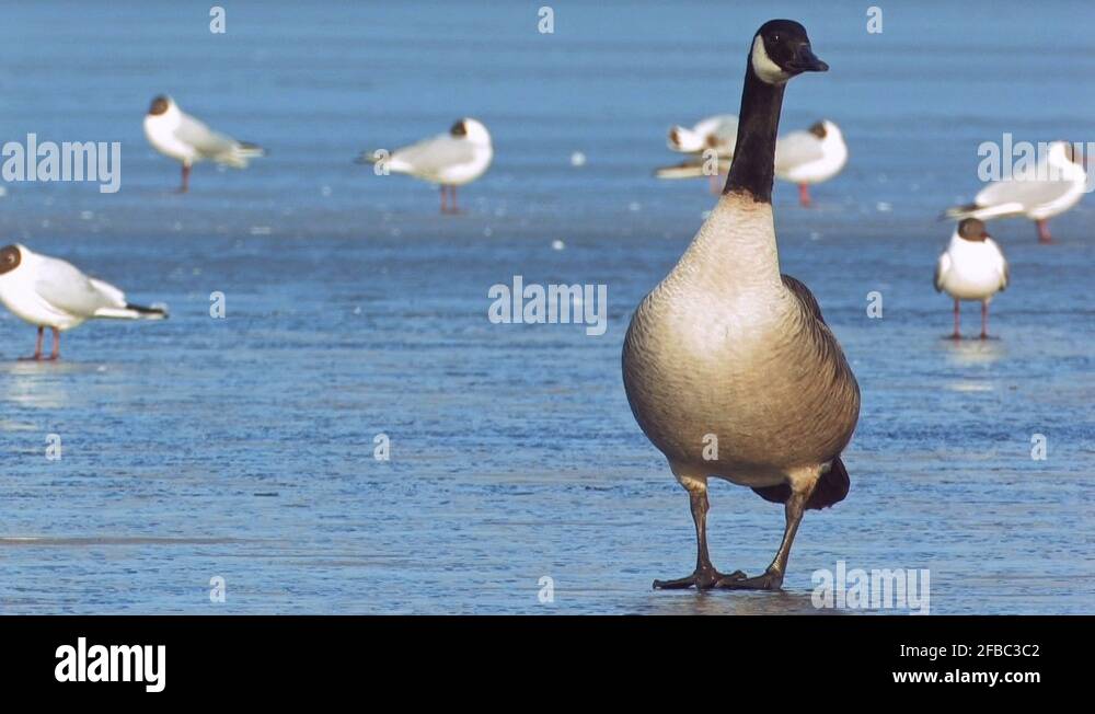 Blue goose bird Stock Videos & Footage - HD and 4K Video Clips - Alamy