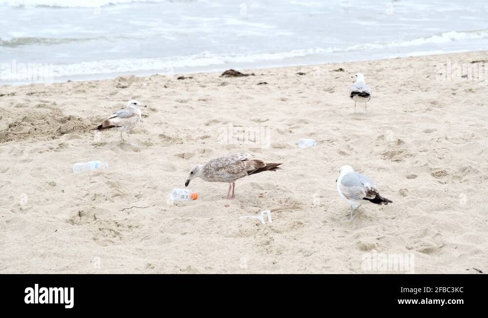 Birds and plastic bottles pollution Stock Videos & Footage - HD and 4K ...