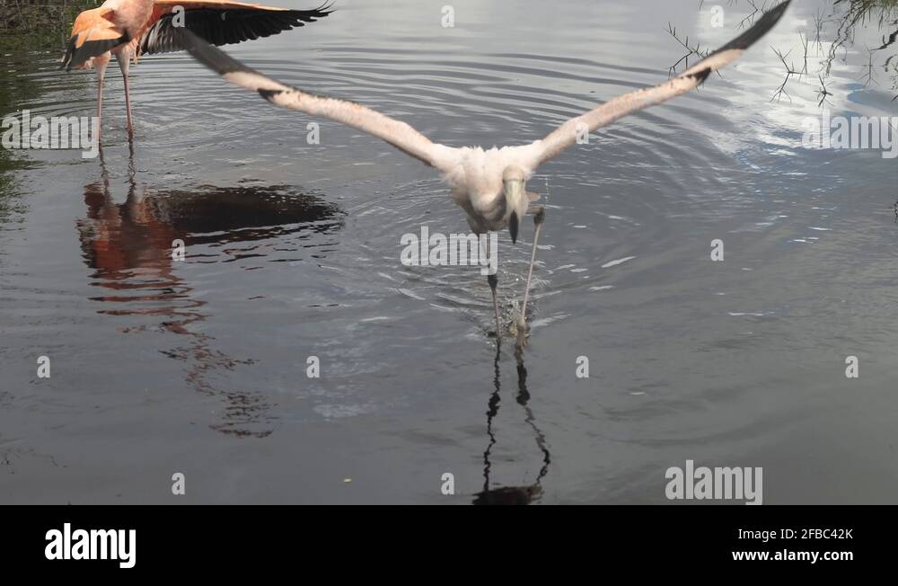 Standing in shallow water flapping wings Stock Videos & Footage - HD ...