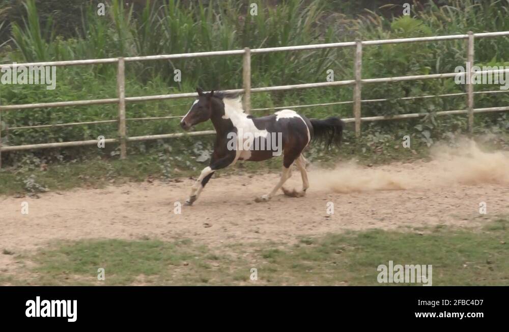 Galloping horse Stock Video Footage - Alamy