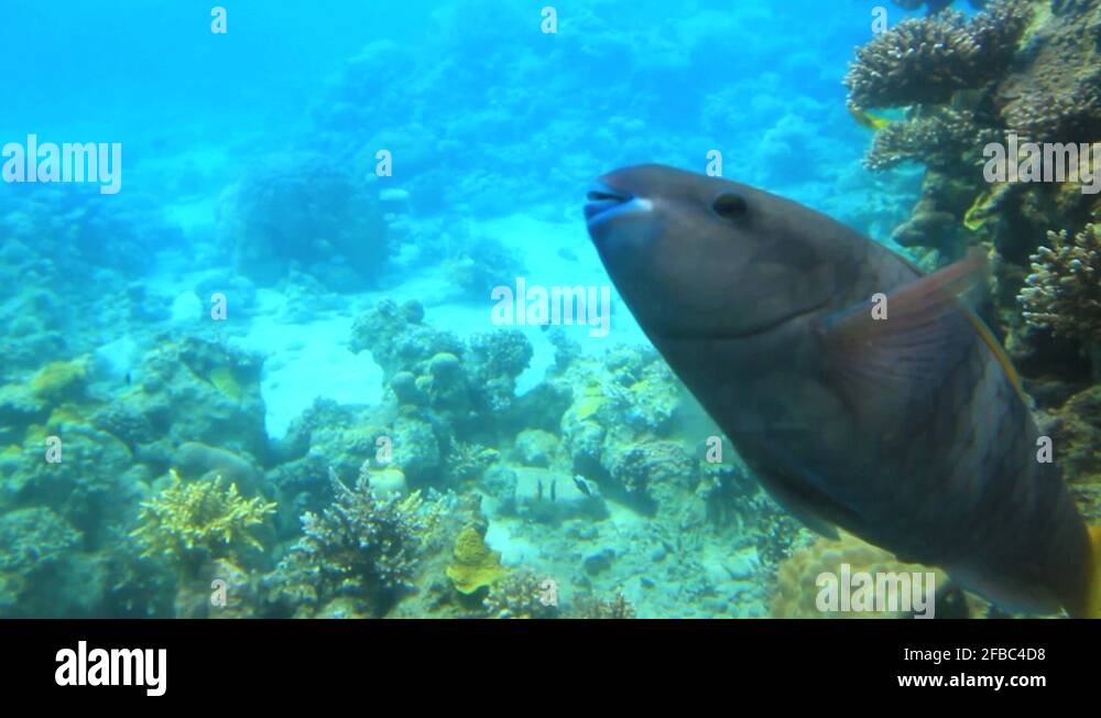 Red sea parrot fish Stock Videos & Footage - HD and 4K Video Clips - Alamy