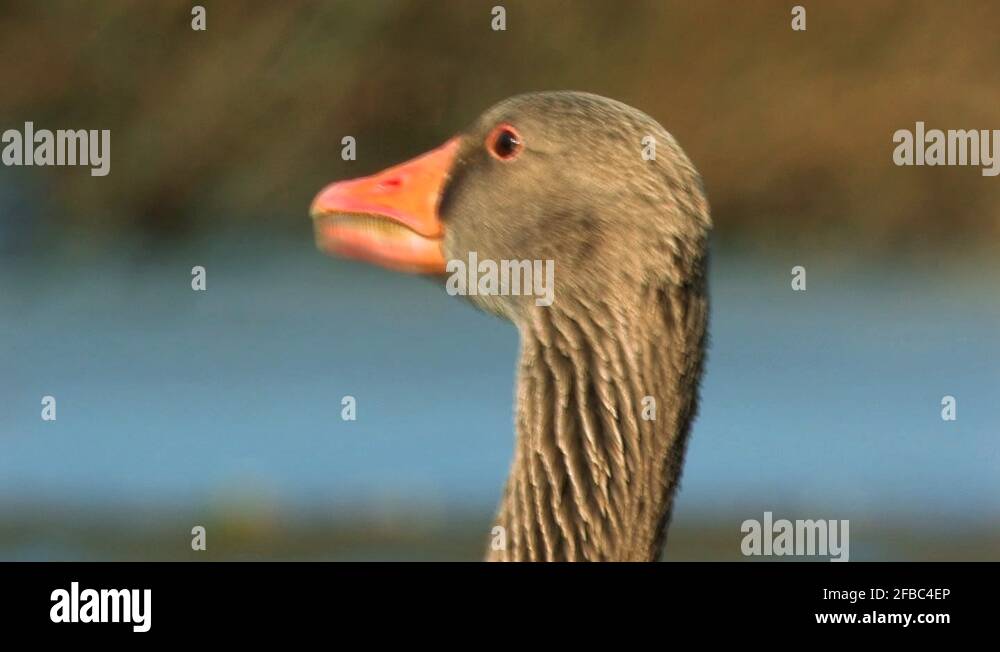 Red eye goose Stock Videos & Footage - HD and 4K Video Clips - Alamy