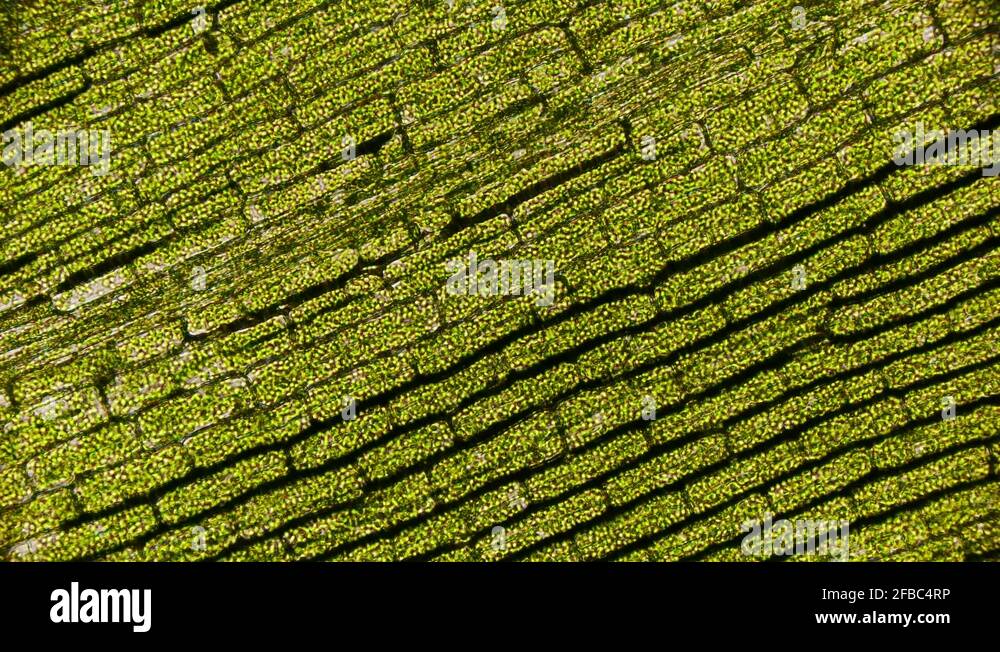 Leaf cells under microscope Stock Videos & Footage - HD and 4K Video ...