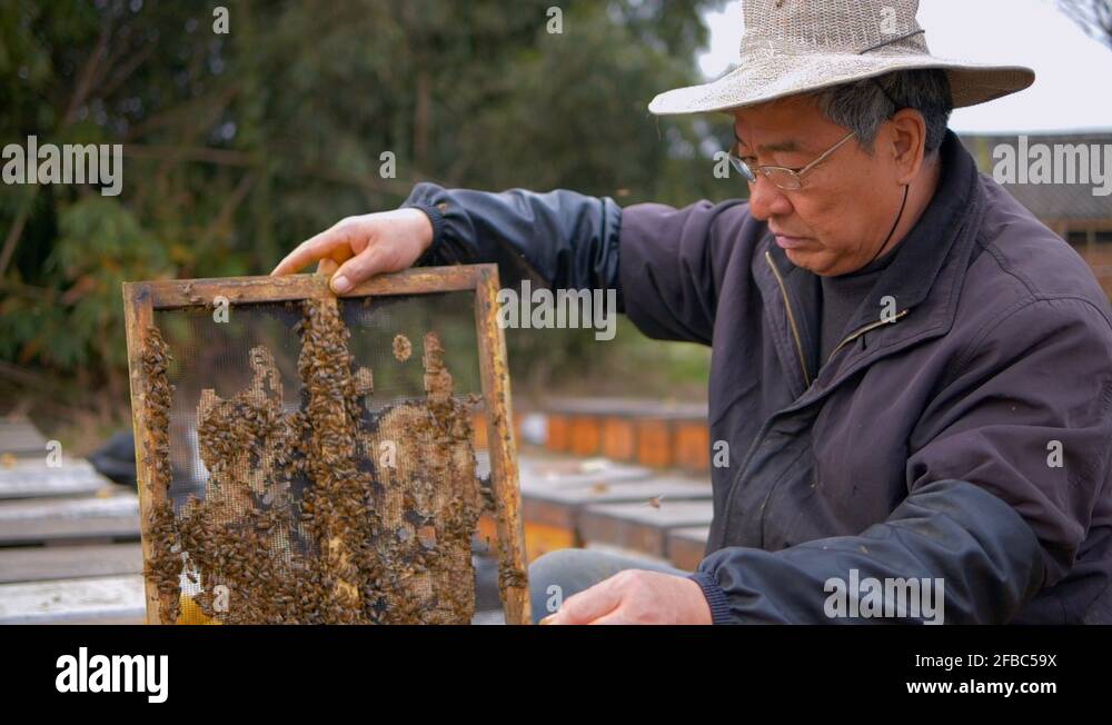 Beekeeper checking frame with honeybees Stock Videos & Footage - HD and ...