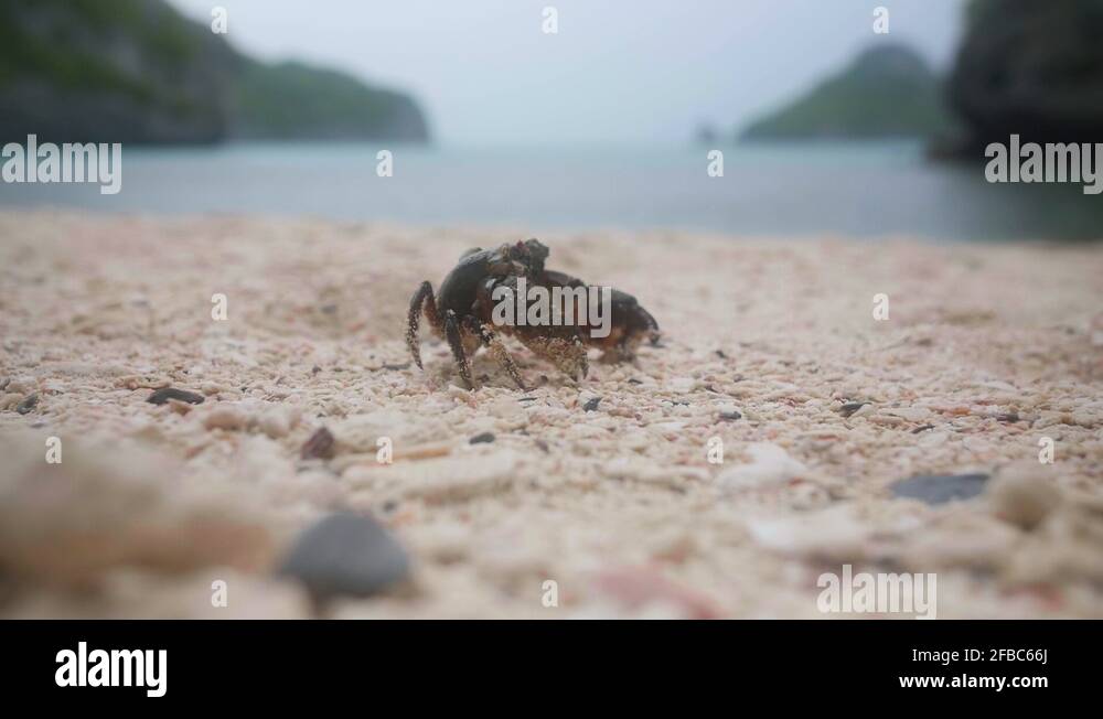 Small crab on beach Stock Videos & Footage - HD and 4K Video Clips - Alamy
