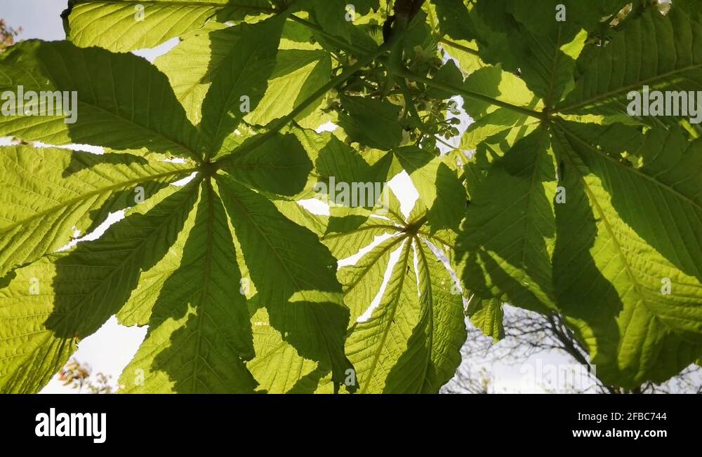 Vein of leaf Stock Videos & Footage - HD and 4K Video Clips - Alamy