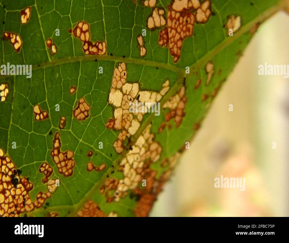Leaf damage Stock Videos & Footage - HD and 4K Video Clips - Alamy