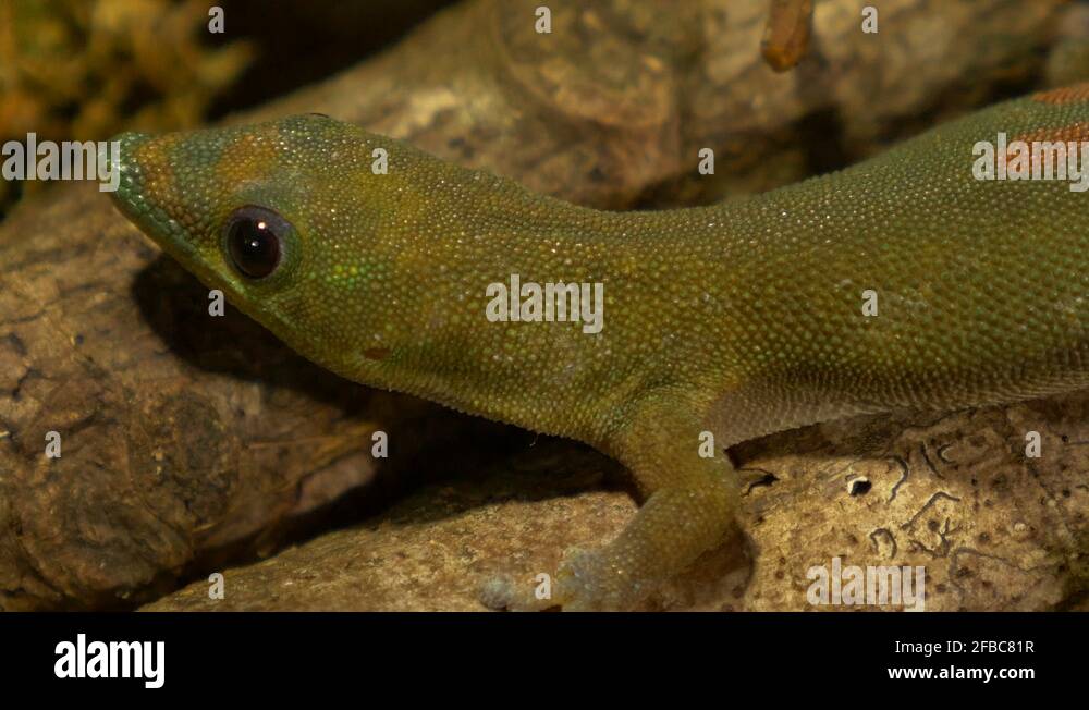 Gecko head Stock Videos & Footage - HD and 4K Video Clips - Alamy