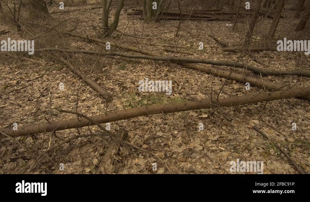 Fallen trees in Hoia Baciu forest in Romania. Legend of haunted forest ...