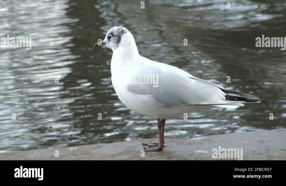 Winter gull Stock Videos & Footage - HD and 4K Video Clips - Alamy