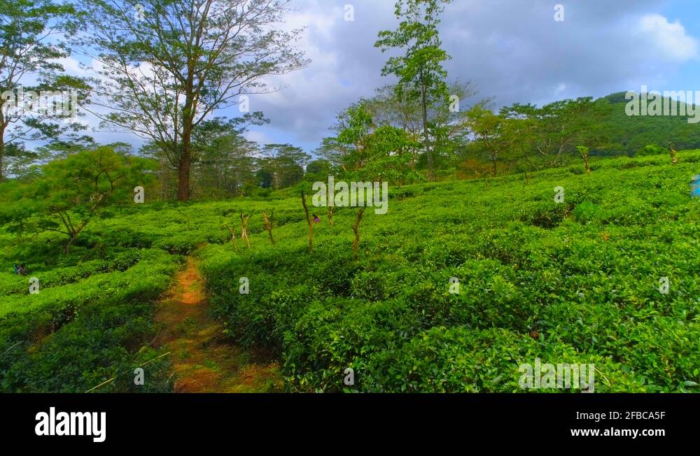 Leaves plantations Stock Videos & Footage - HD and 4K Video Clips - Alamy