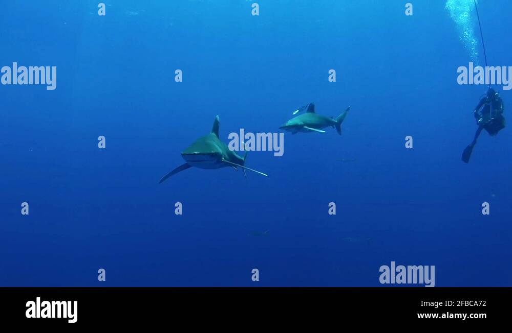 Great white sharks swimming Stock Videos & Footage - HD and 4K Video ...