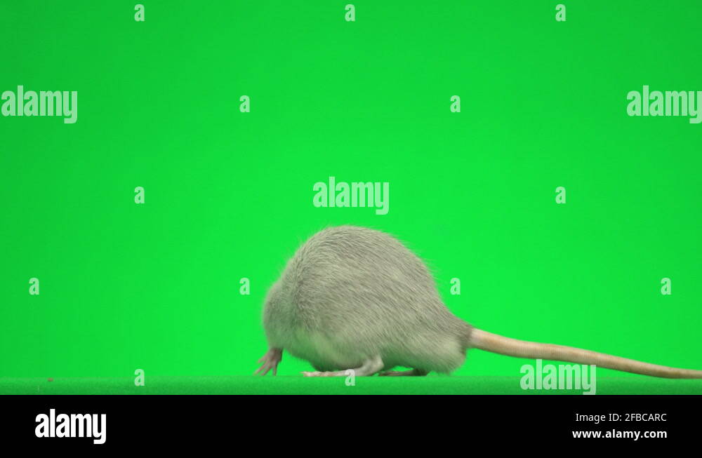 Rat control Stock Videos & Footage - HD and 4K Video Clips - Alamy