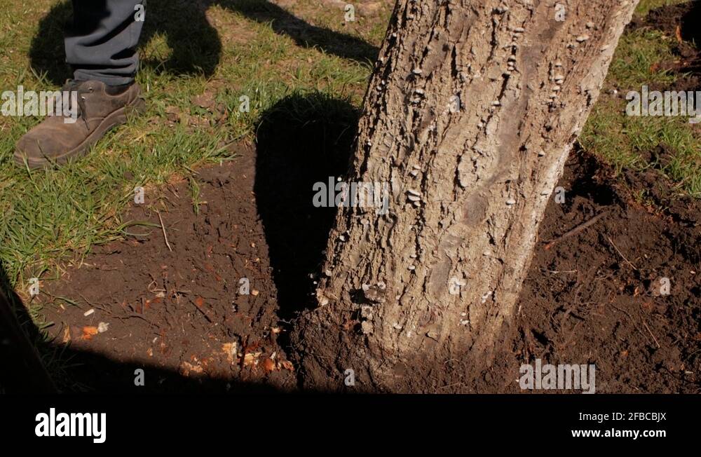 Chopping tree illustration Stock Videos & Footage - HD and 4K Video ...