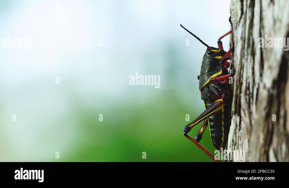 Young eastern lubber grasshopper Stock Videos & Footage - HD and 4K ...