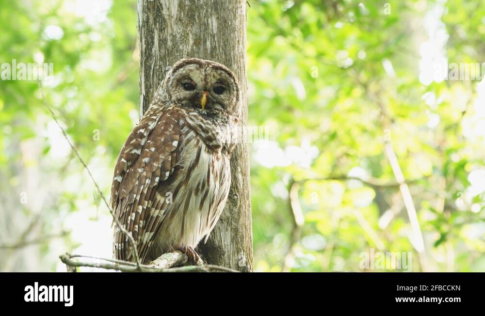 South american owl species Stock Videos & Footage - HD and 4K Video ...