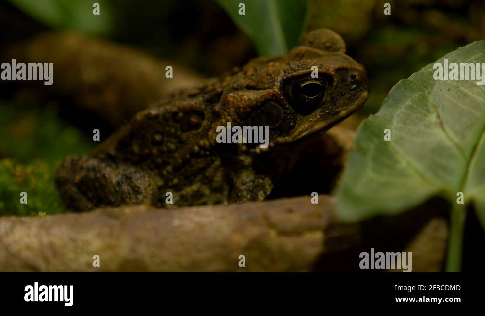 Invasive cane toad Stock Videos & Footage - HD and 4K Video Clips - Alamy