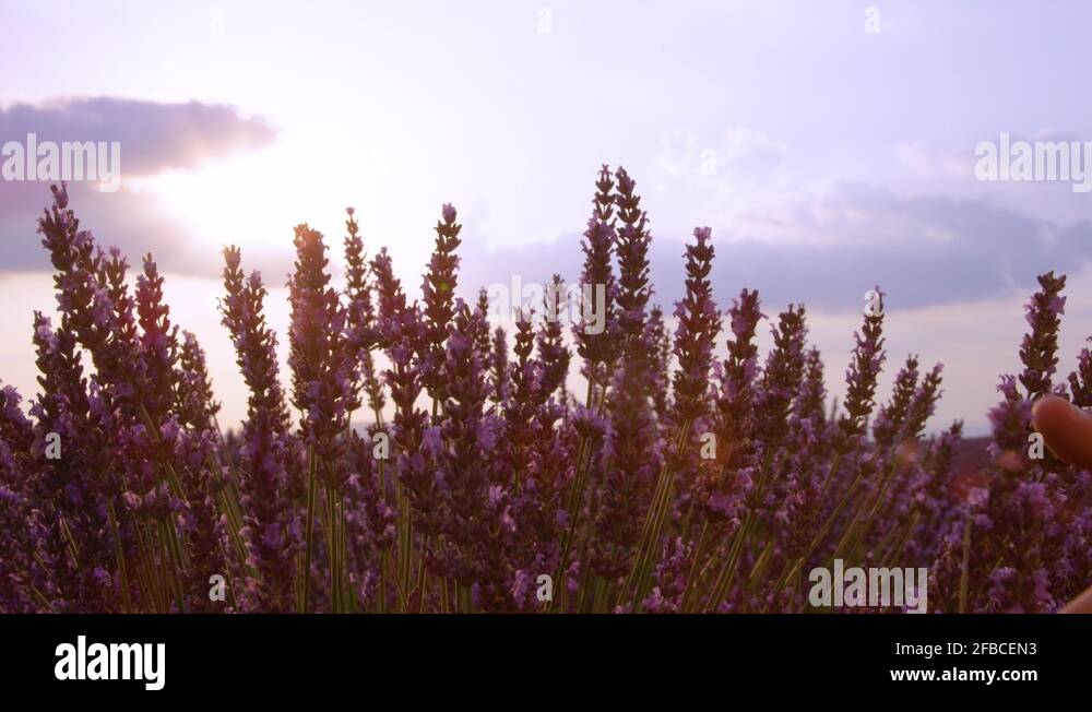 LENS FLARE: Unrecognizable person touches the aromatic blooming ...