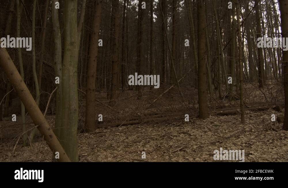 Dark, spooky trees in Hoia Baciu forest in Romania. Legend of haunted ...