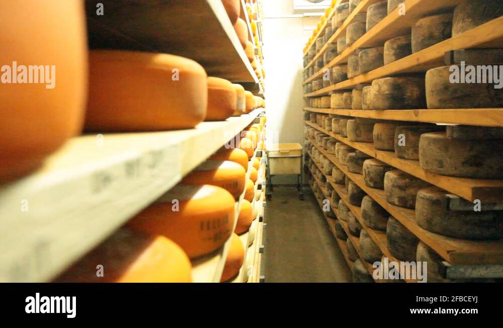 Blue cheese gouda Factory food process parmesan swiss dairy feta france ...
