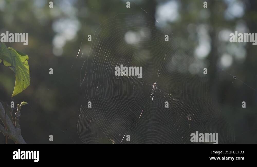 Mountain spider Stock Videos & Footage - HD and 4K Video Clips - Alamy