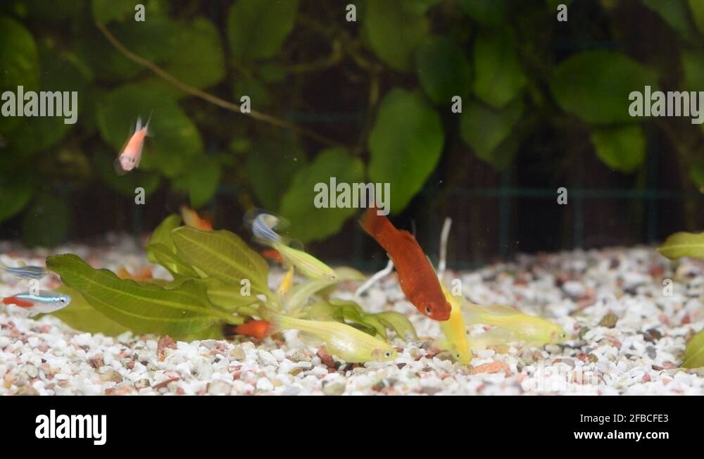 Fish eating food Stock Videos & Footage - HD and 4K Video Clips - Alamy