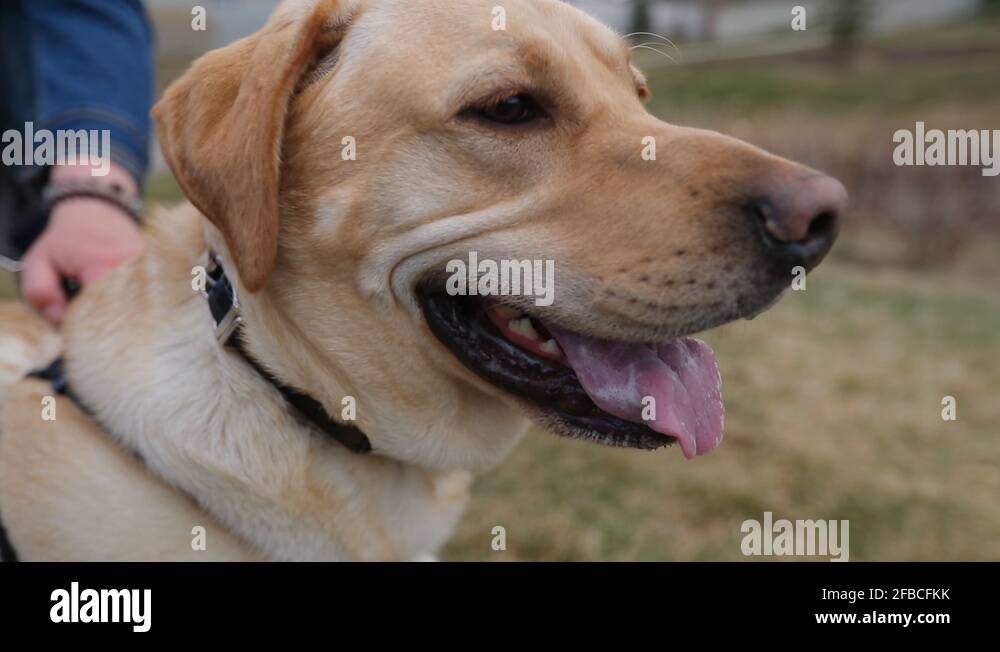 Adult labrador retriever Stock Videos & Footage - HD and 4K Video Clips ...