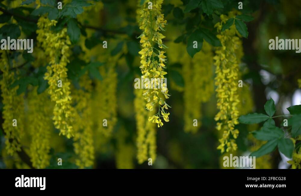 Flower trusses Stock Videos & Footage - HD and 4K Video Clips - Alamy