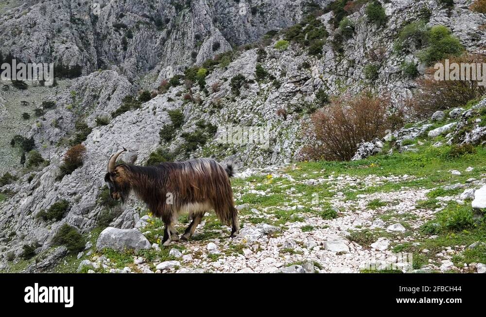 Mountain goat leap Stock Videos & Footage - HD and 4K Video Clips - Alamy