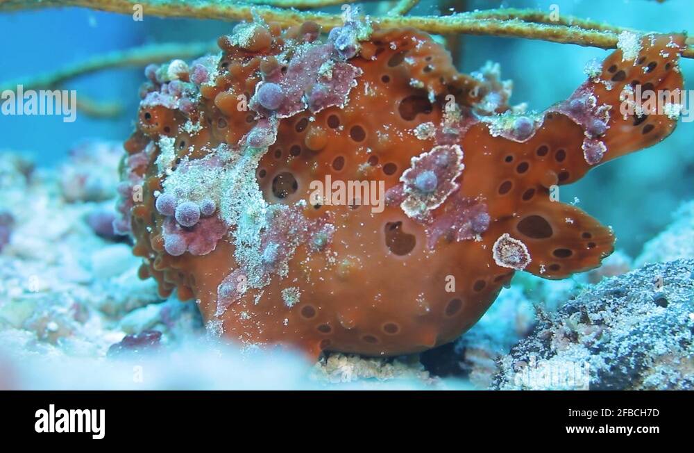 Frogfish anglerfish Stock Videos & Footage - HD and 4K Video Clips - Alamy