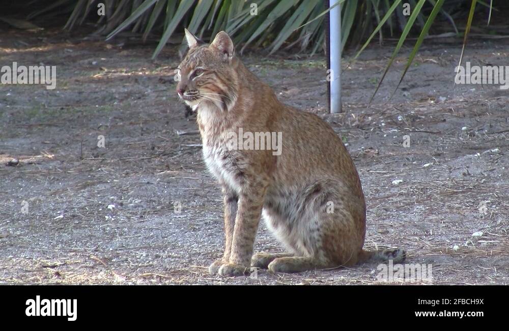 Female bobcat Stock Videos & Footage - HD and 4K Video Clips - Alamy
