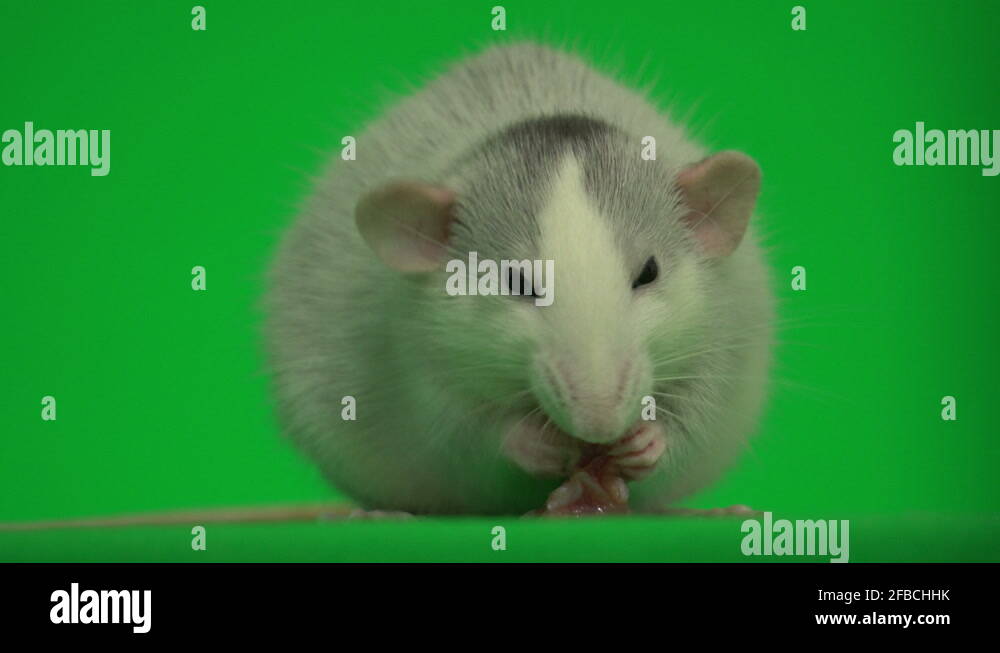 Mouse meat Stock Videos & Footage - HD and 4K Video Clips - Alamy