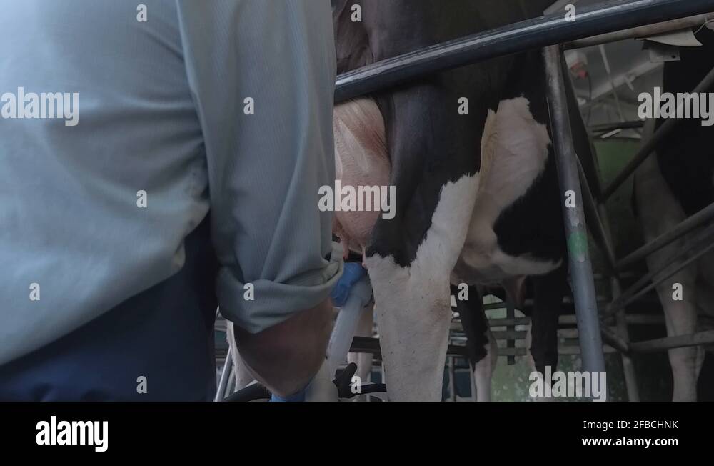 Dairy cows being milked at an organic dairy farm. Using a rotary ...