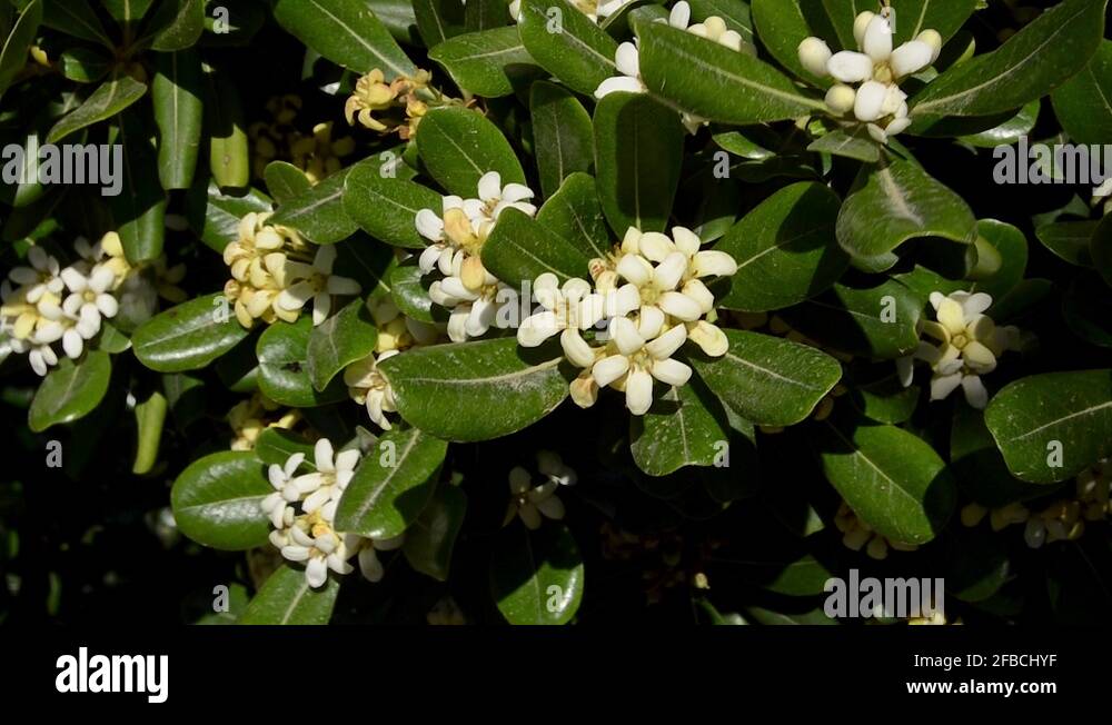 Madagascar jasmine or waxflower Stock Videos & Footage - HD and 4K ...