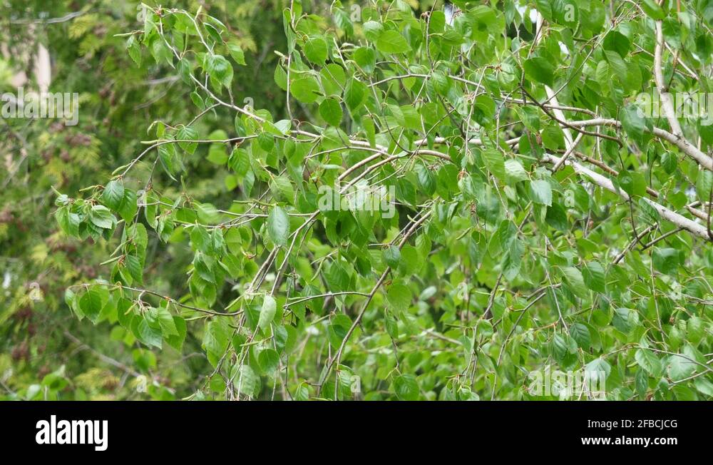 Saturated leaves Stock Videos & Footage - HD and 4K Video Clips - Alamy
