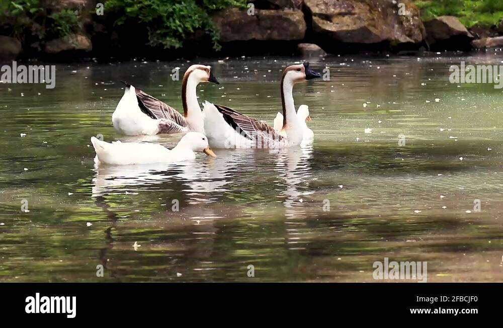 4 birds Stock Videos & Footage - HD and 4K Video Clips - Alamy