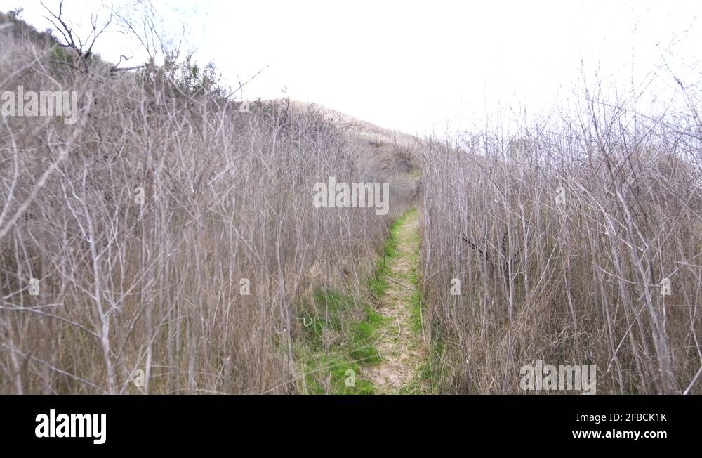 Old bushes Stock Videos & Footage - HD and 4K Video Clips - Alamy