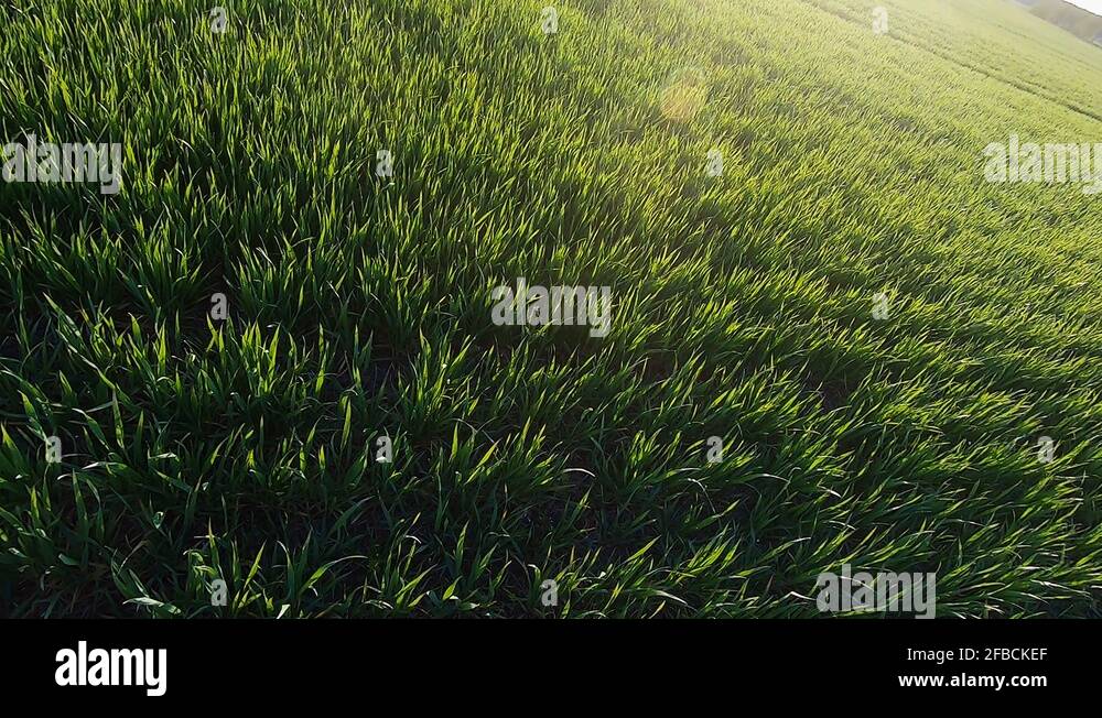 Re greening Stock Videos & Footage - HD and 4K Video Clips - Alamy