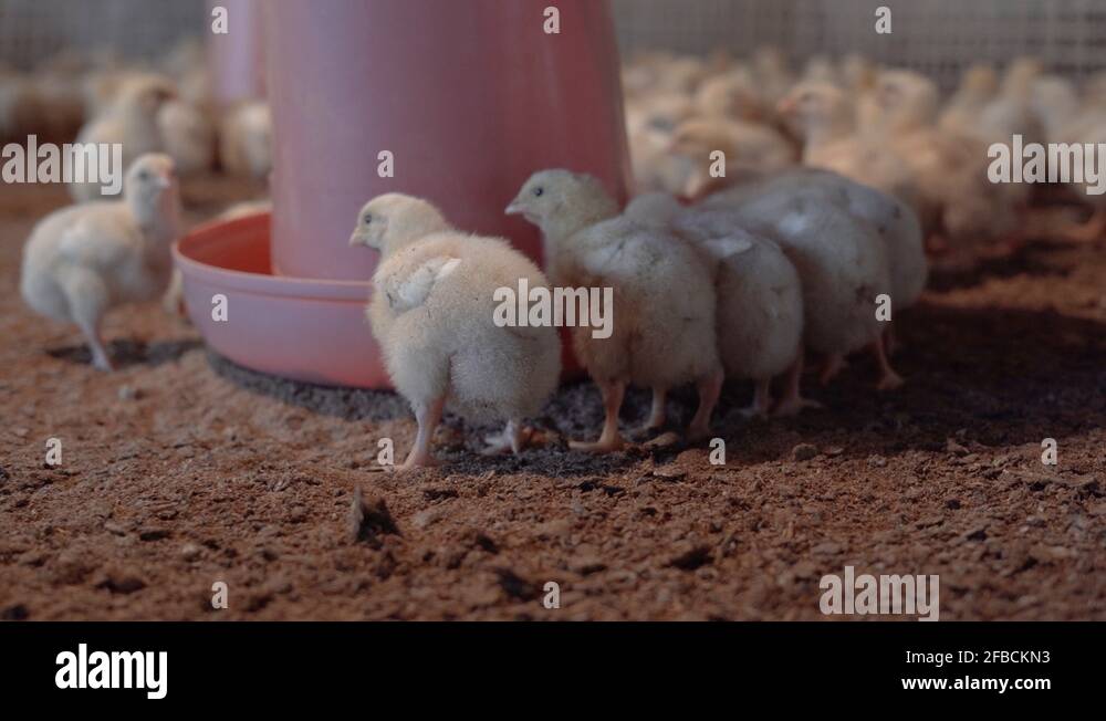 Chicken farm crowded Stock Videos & Footage - HD and 4K Video Clips - Alamy