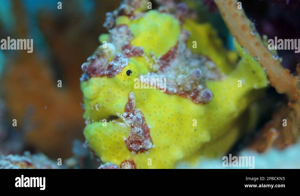 Clown anglerfish Stock Videos & Footage - HD and 4K Video Clips - Alamy