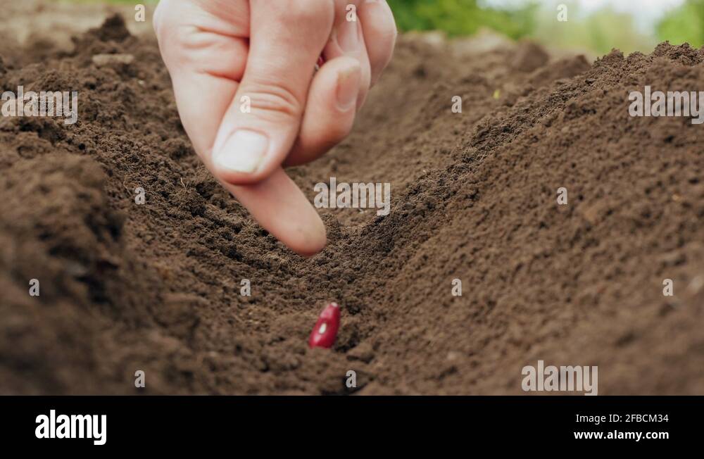 Cultivation of soil in preparation for sowing seed or planting Stock ...