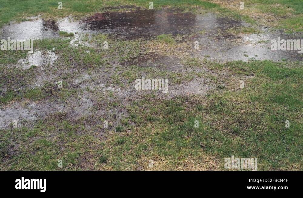 Rain on Lawn with Poor Drainage. Large Puddles. Still. 4k Stock Video ...
