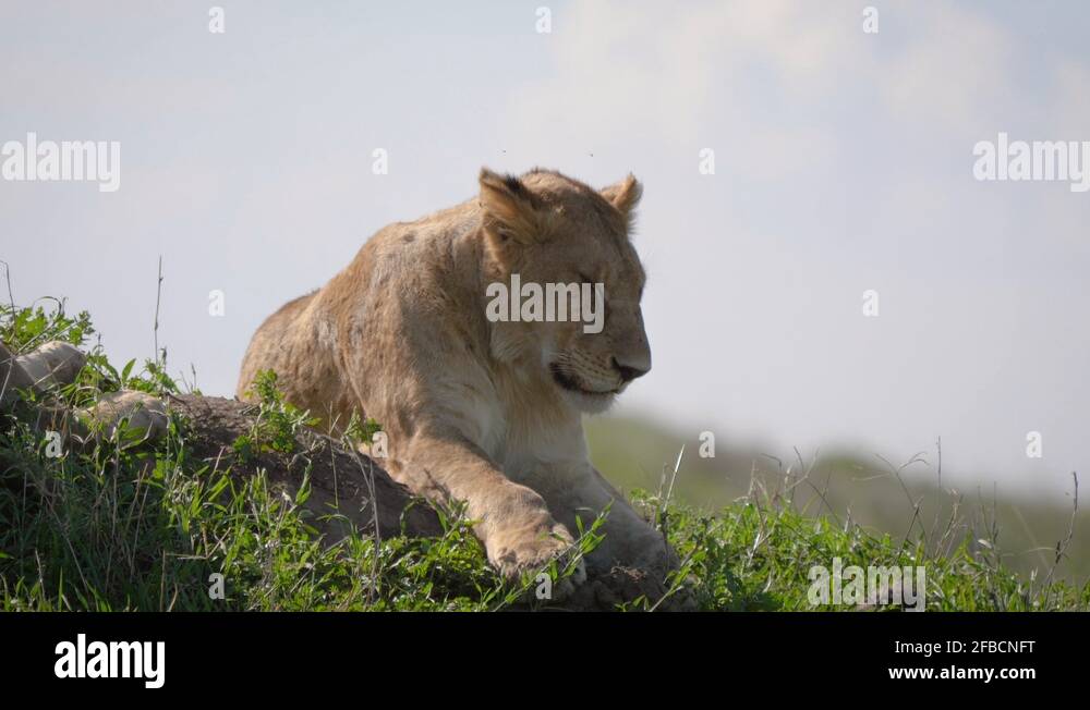 Lion breathes Stock Videos & Footage - HD and 4K Video Clips - Alamy
