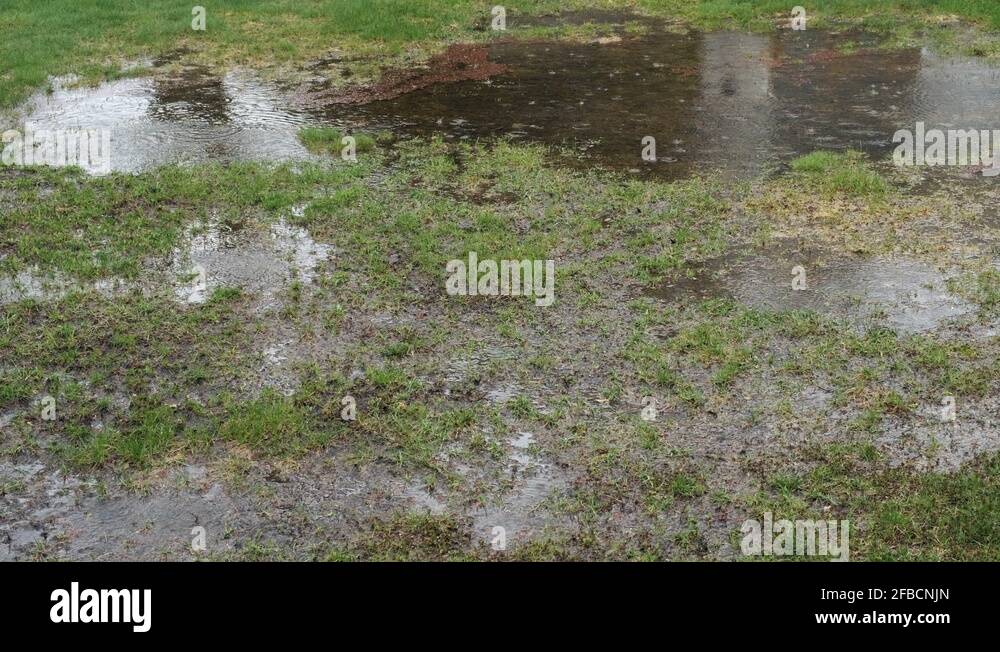 Rain on Lawn with Poor Drainage. Pan to the Right. 4k Stock Video ...