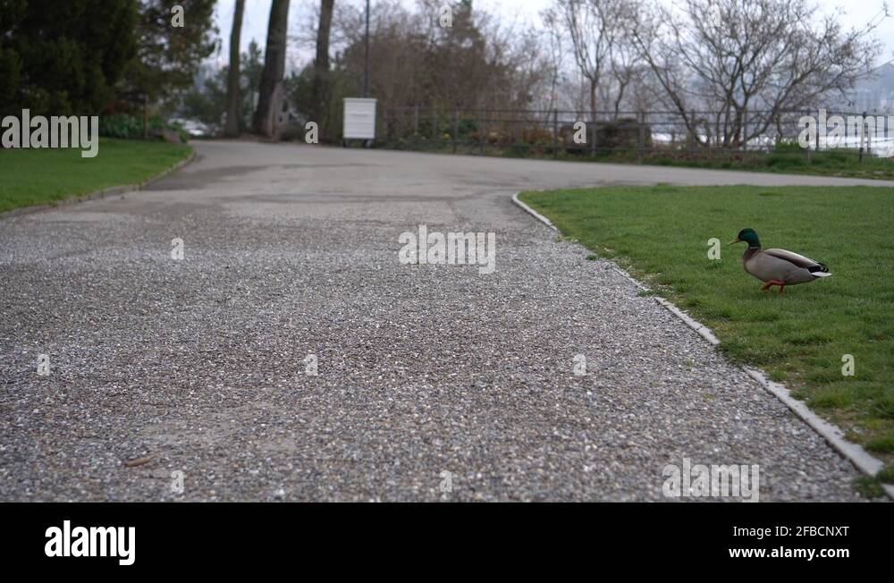 Ducks crossing the road Stock Videos & Footage - HD and 4K Video Clips ...