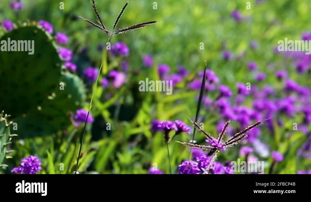 Wild Verbena grows along the roads and highways of Texas each spring ...