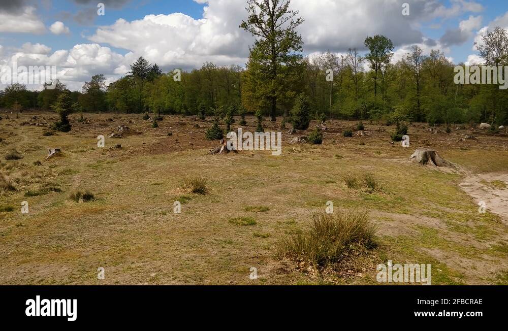 Open space in forest Stock Videos & Footage - HD and 4K Video Clips - Alamy