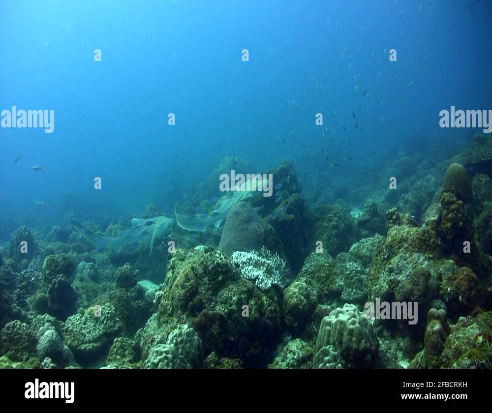 Zebra or leopard shark (Stegostoma fasciatum) mating dance Stock Video ...